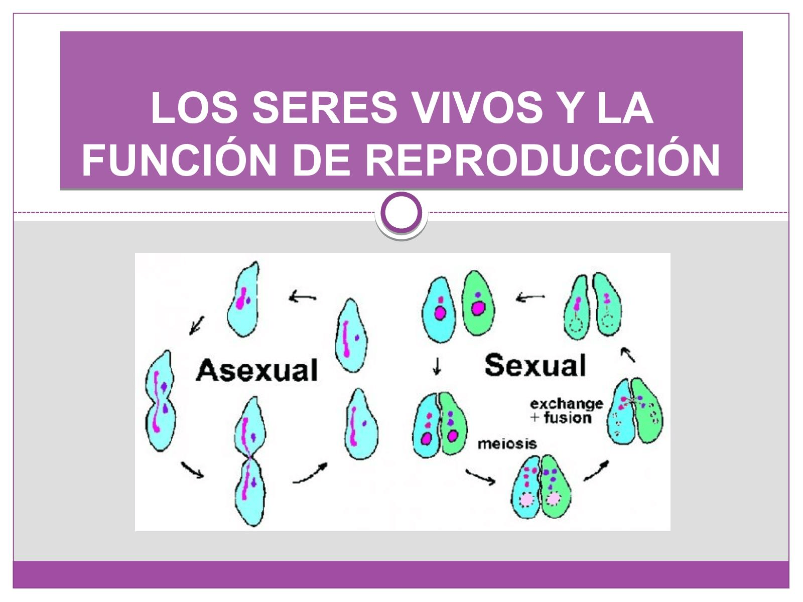 Sistemas de reproducción en seres vivos – Eduflix