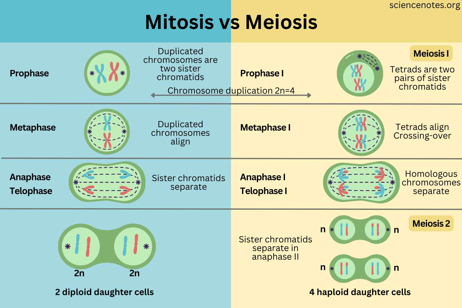 Reproducción celular: mitosis y meiosis – Eduflix